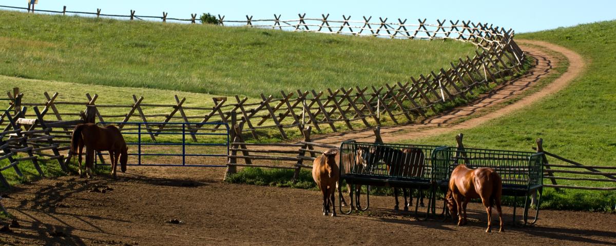 Horse boarding stables near me store